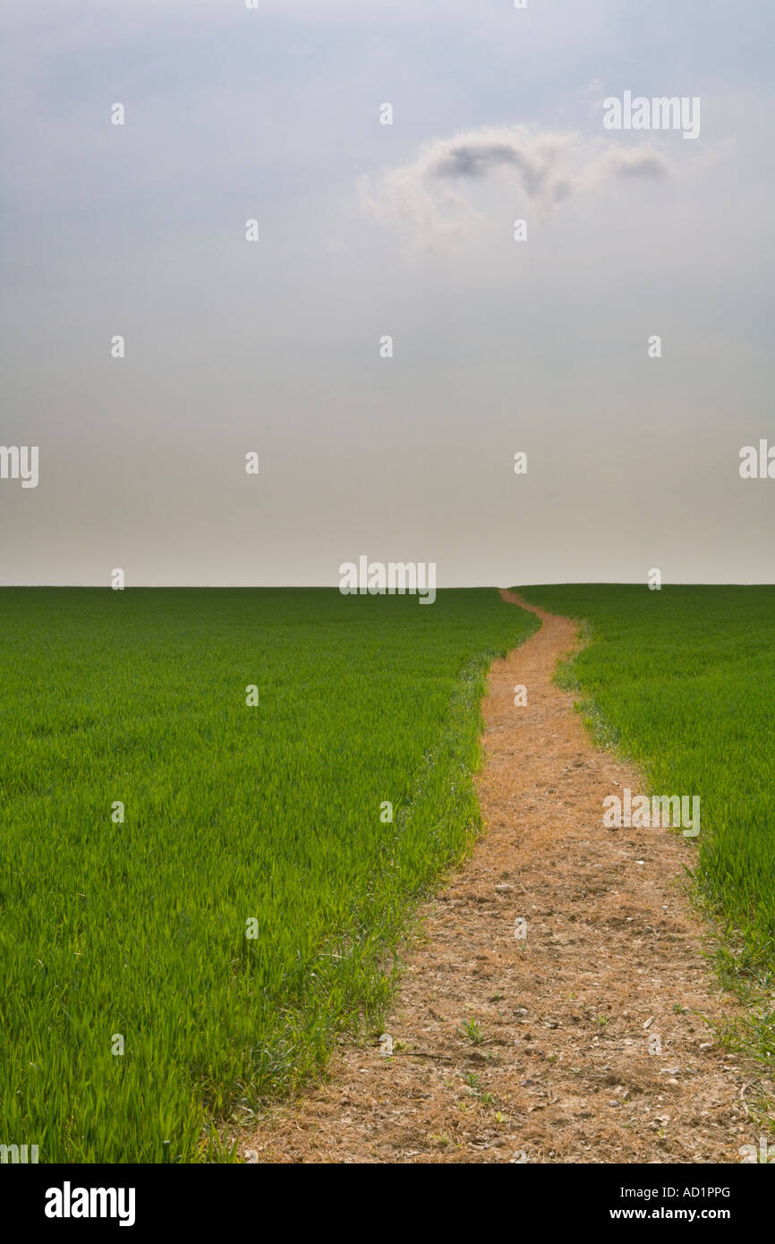path way made or cut in to a field going up a hill with a single cloud ...