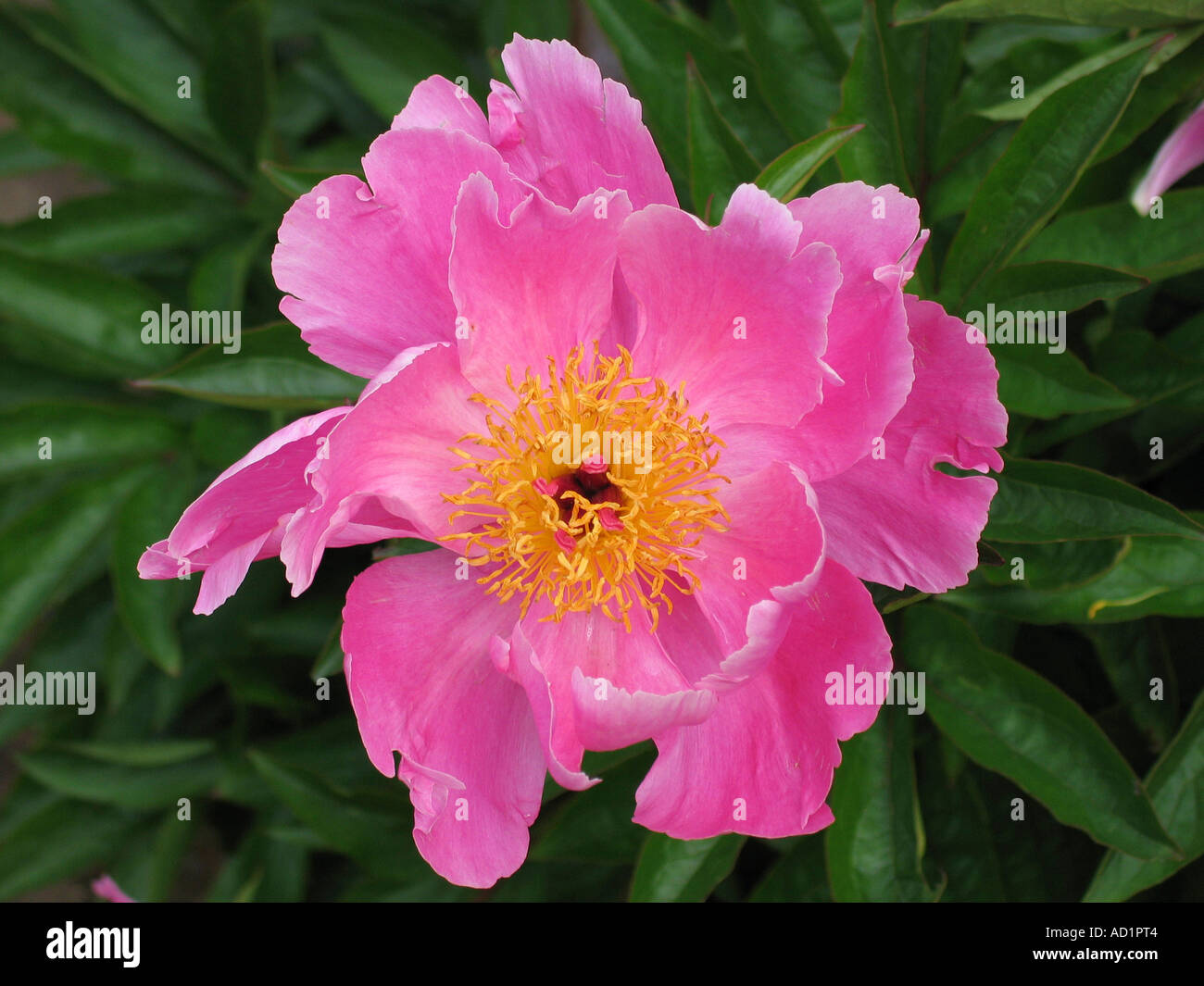 Peony species hi-res stock photography and images - Alamy