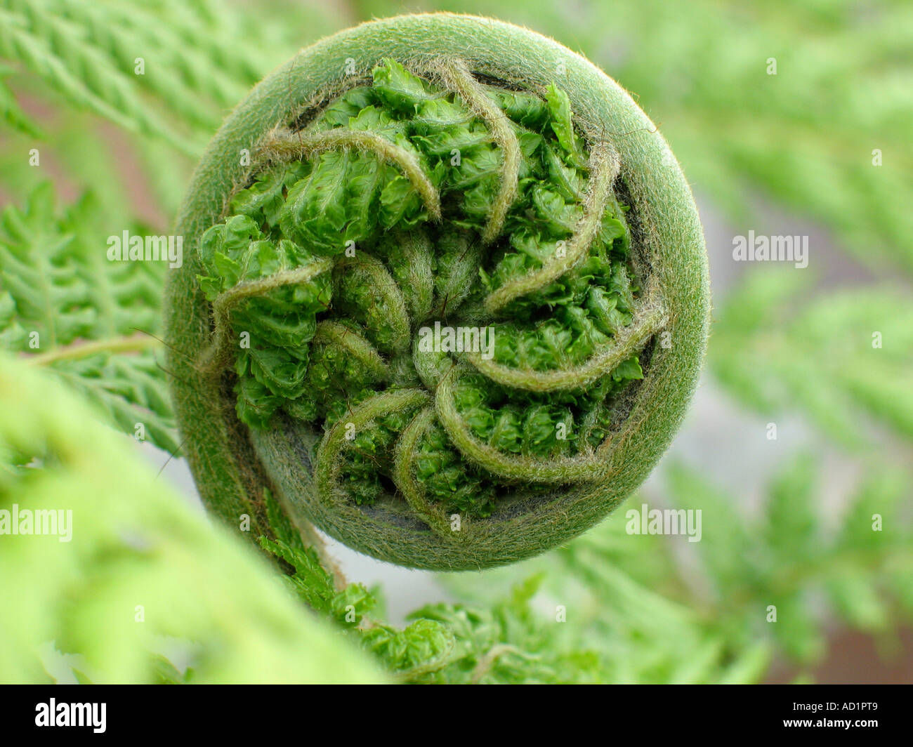 Curled tree fern frond Stock Photo - Alamy