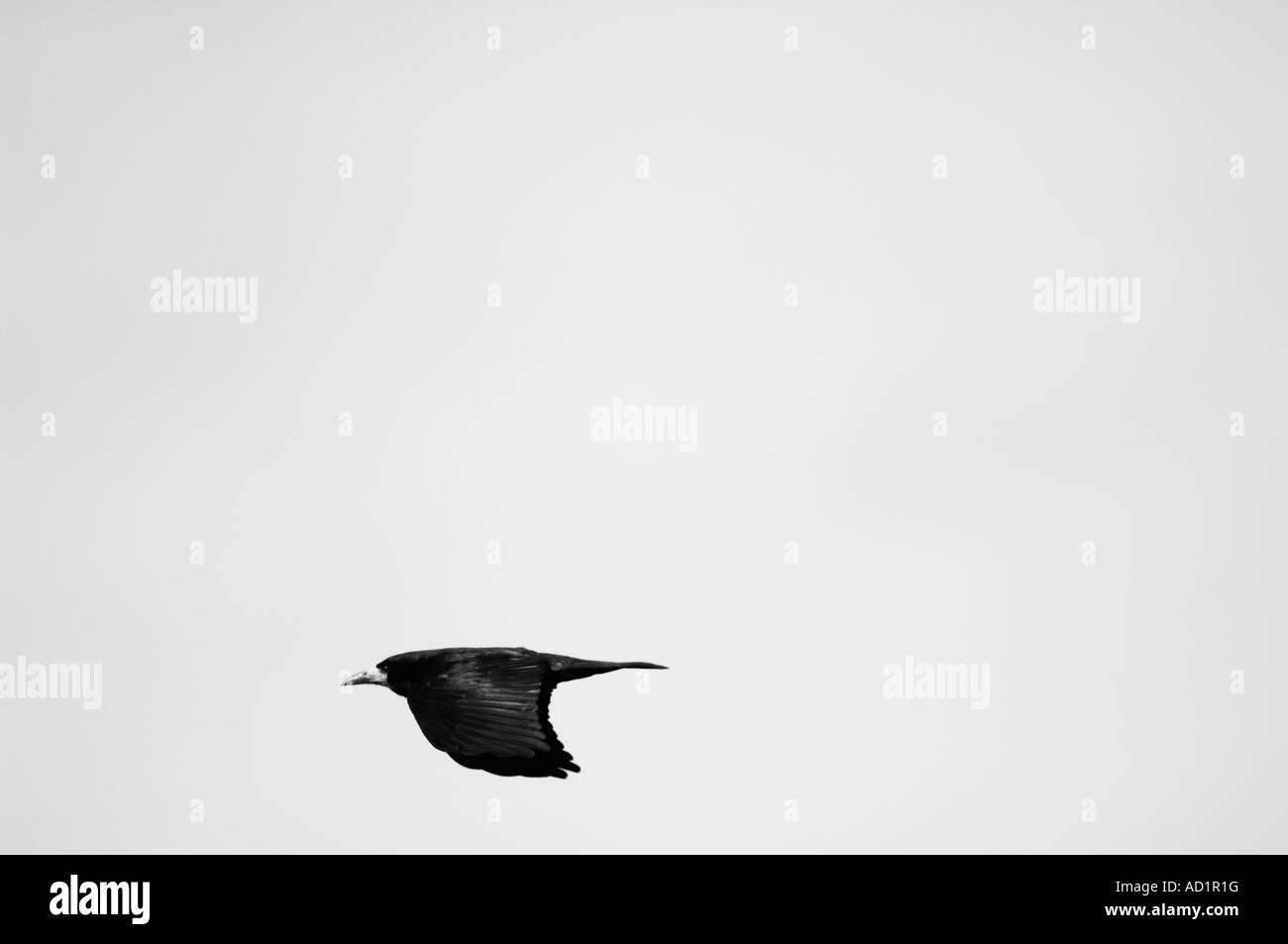 Black rook bird Black and White Stock Photos & Images - Alamy