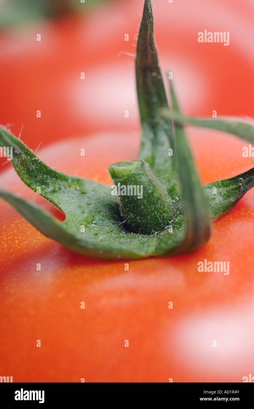 Vine ripened tomato Stock Photo - Alamy