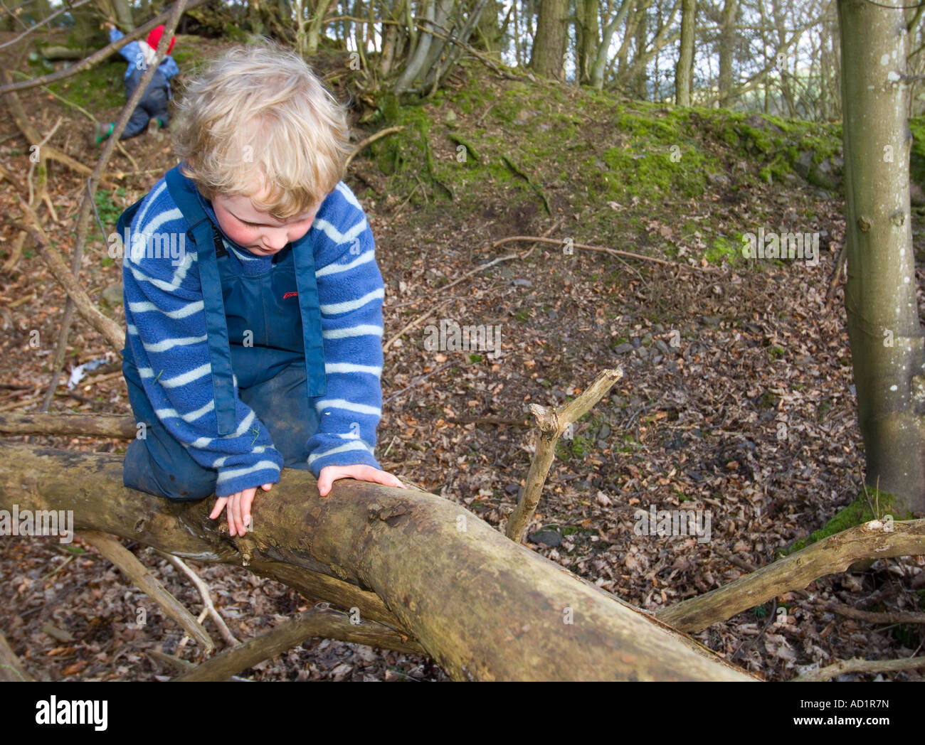 Young boy climbing on a fallen tree Scotland Stock Photo - Alamy