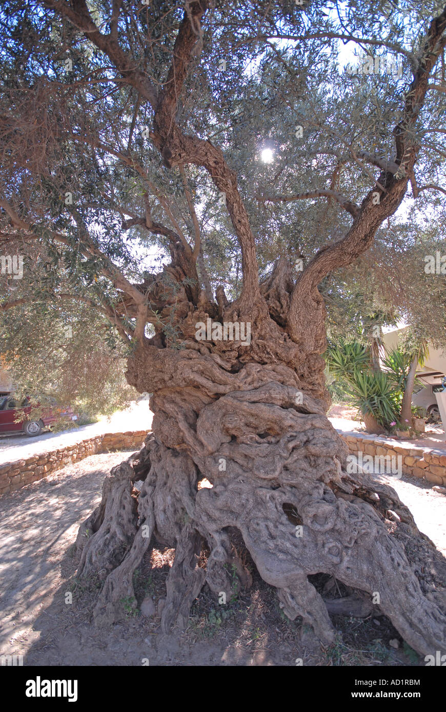 CRETE Three thousand year old olive tree in Ano Vouves in Hania ...