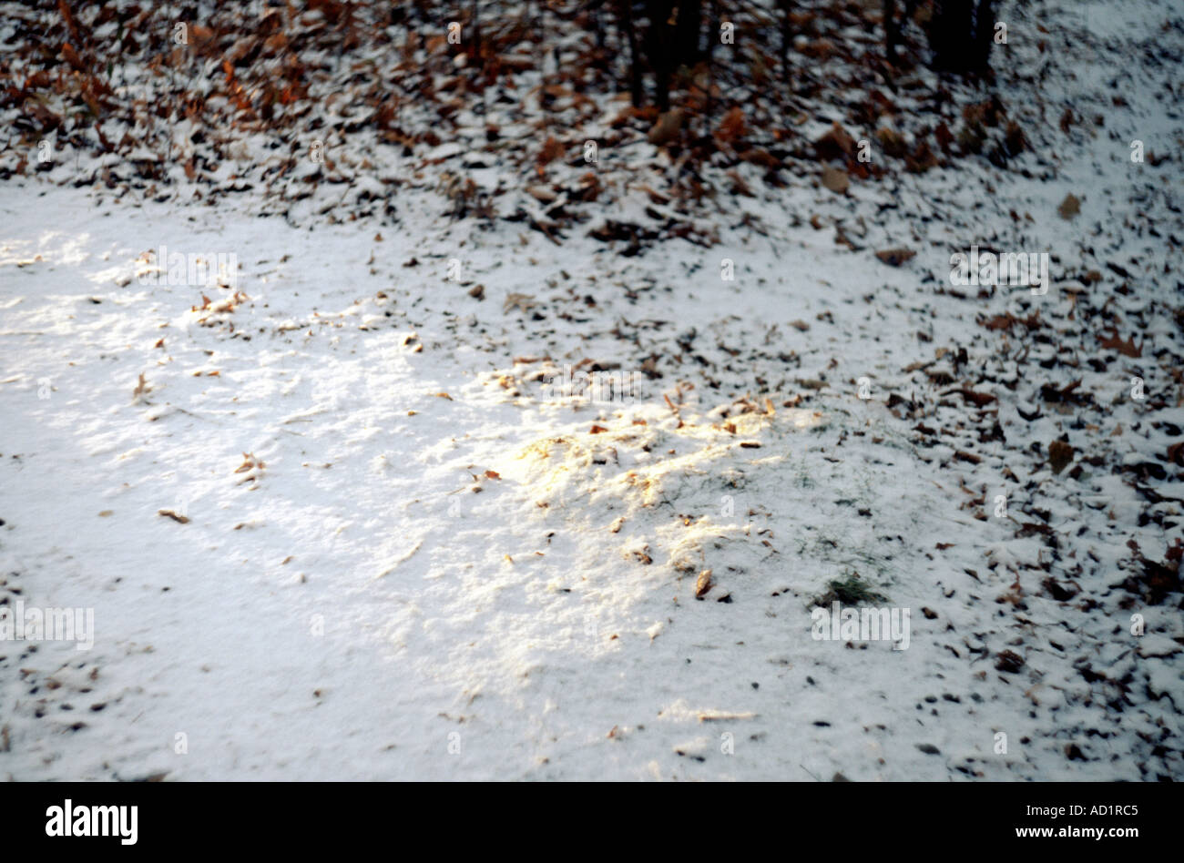 Snow at Dawn Stock Photo - Alamy