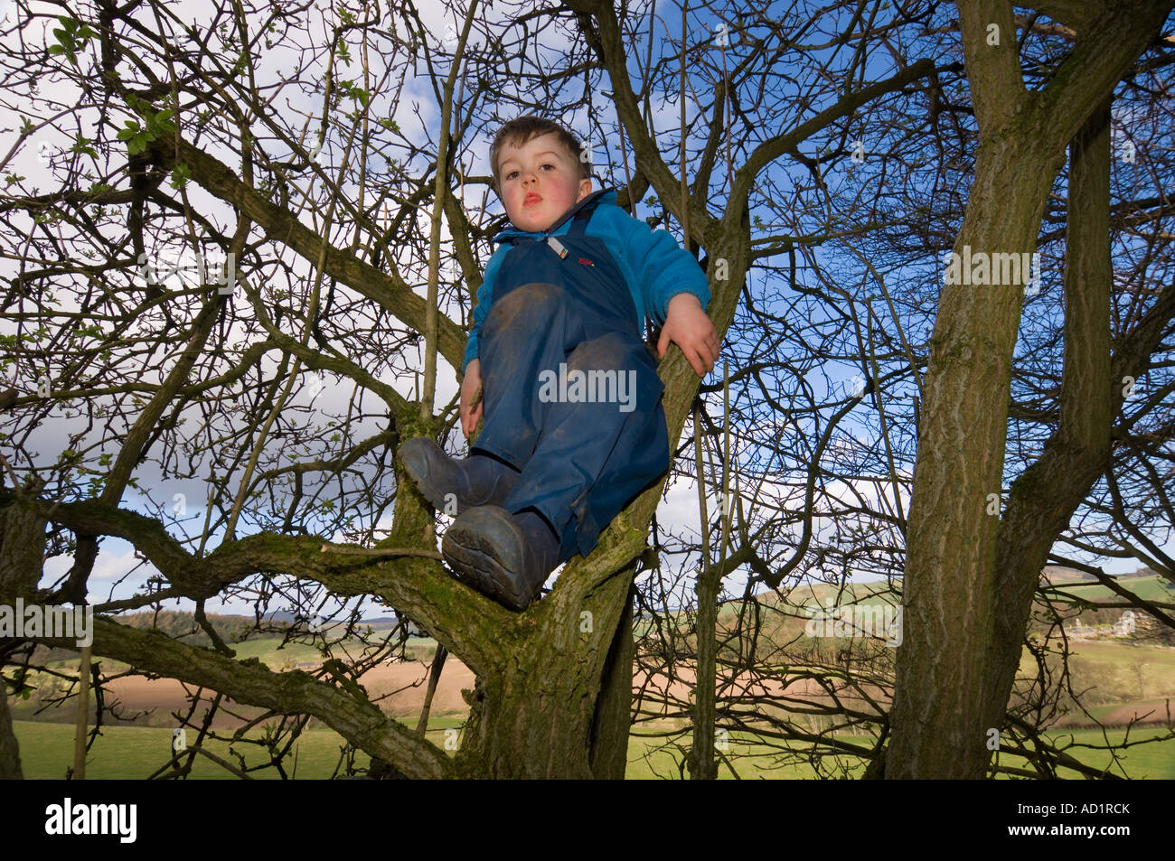 Young boy climbing in an elder tree Scotland Stock Photo - Alamy