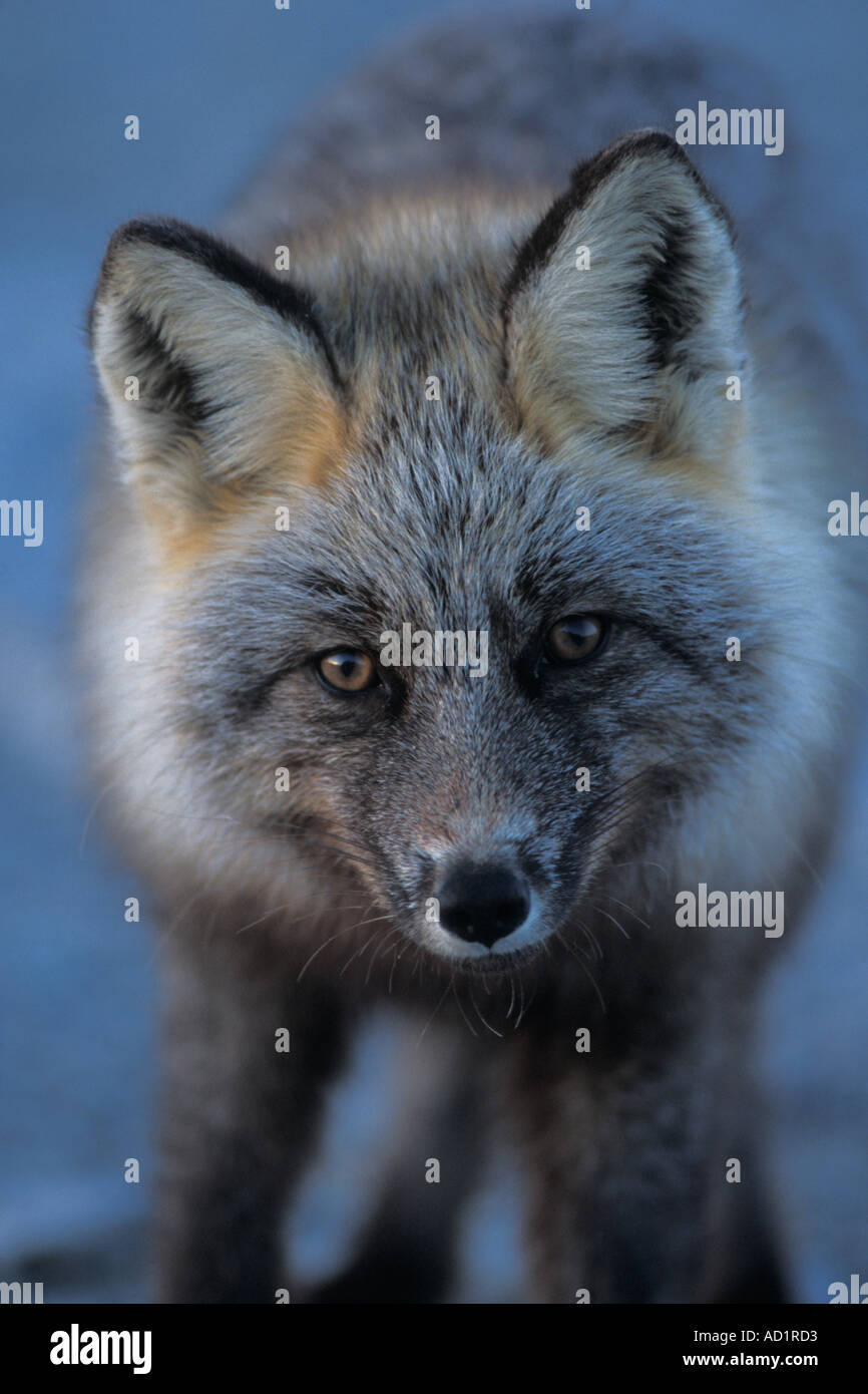 red fox Vulpes vulpes cross fox phase North Slope of Brooks range ...