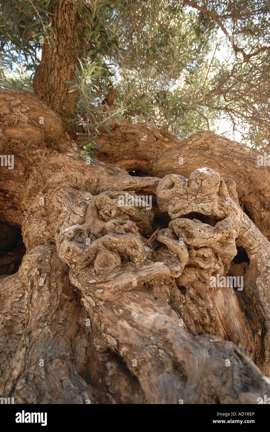 CRETE Three thousand year old olive tree in Ano Vouves in Hania ...