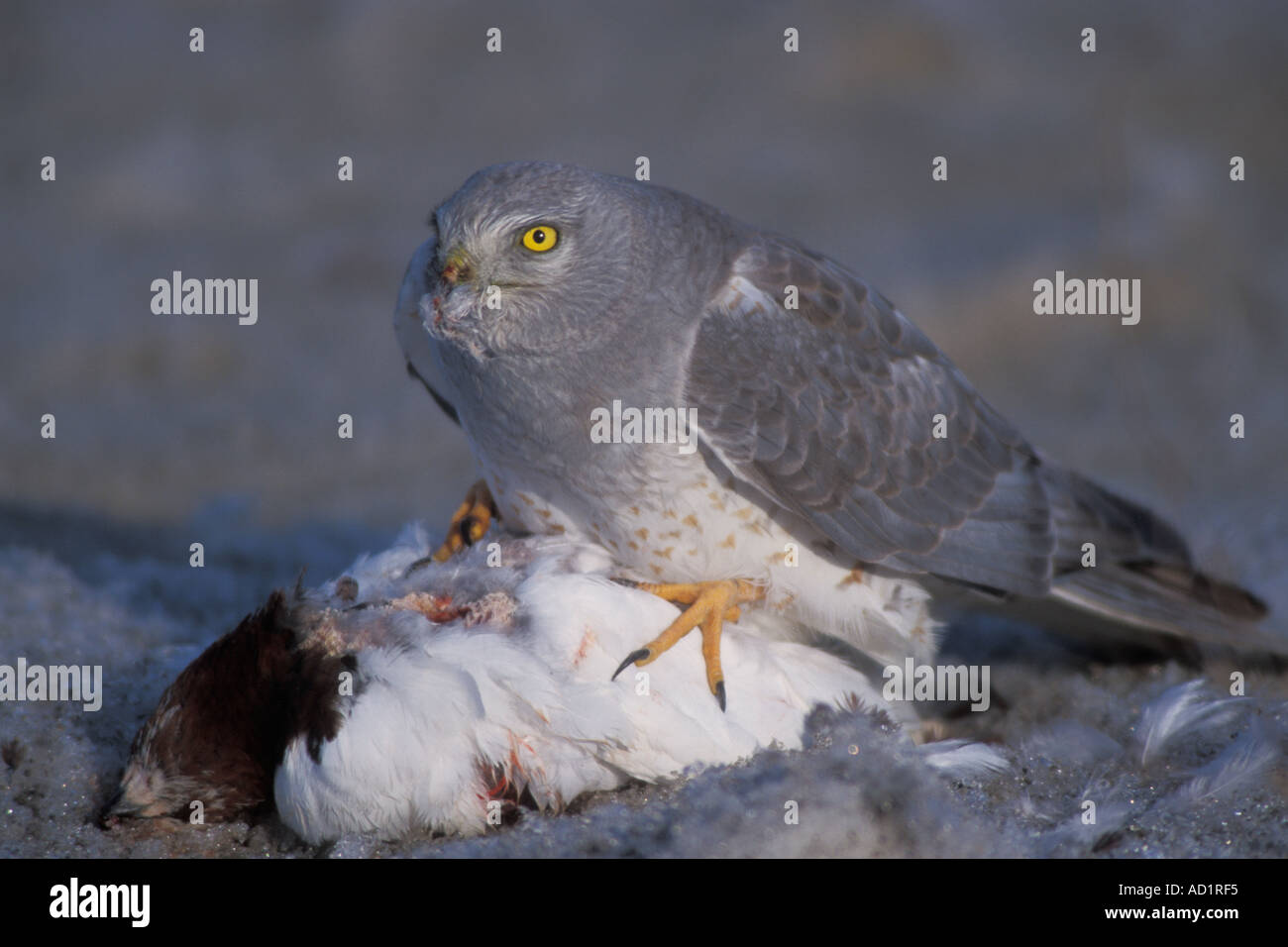 Harrier with kill hi-res stock photography and images - Alamy