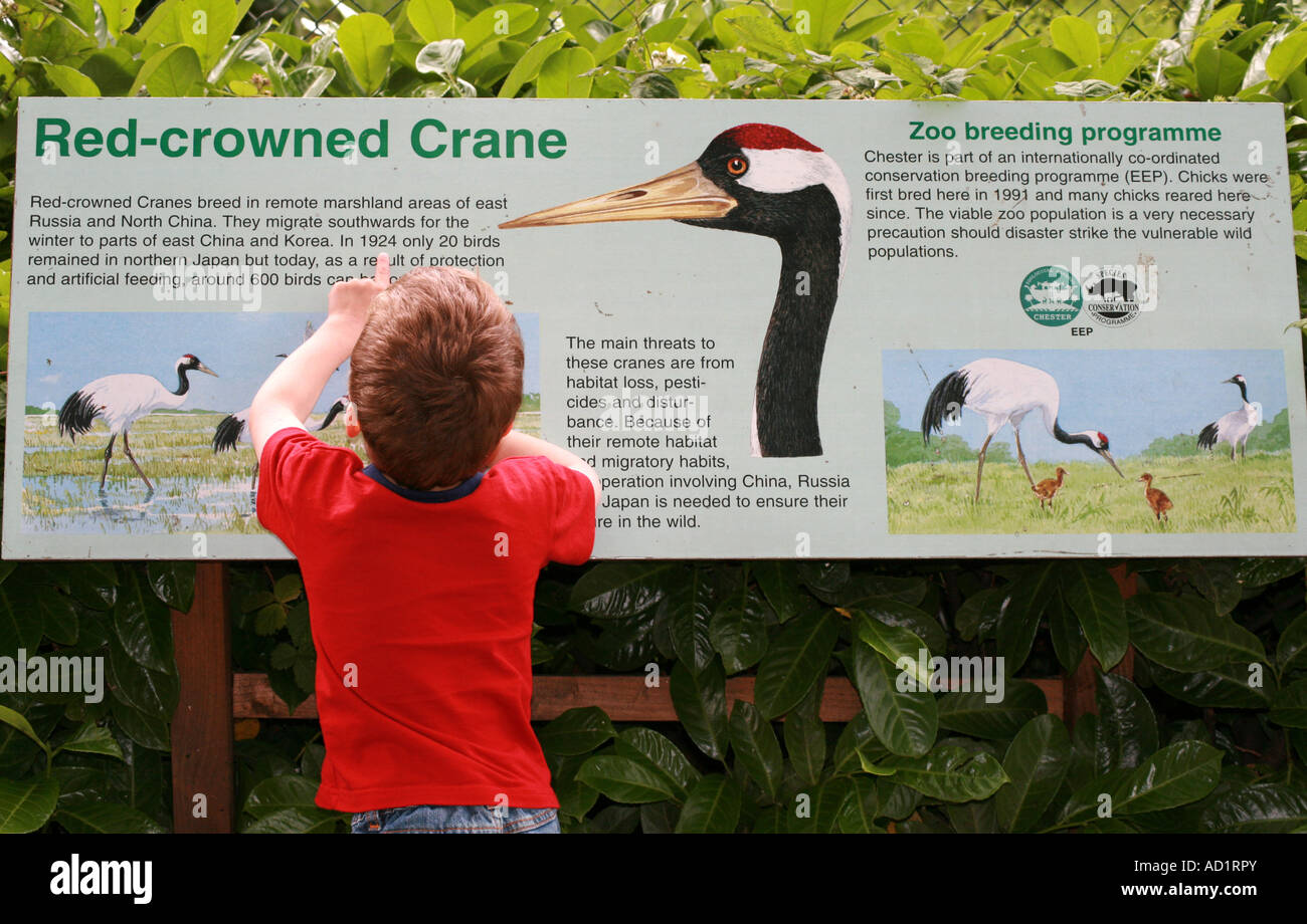 Child reading sign at Chester Zoo, England, UK Stock Photo - Alamy