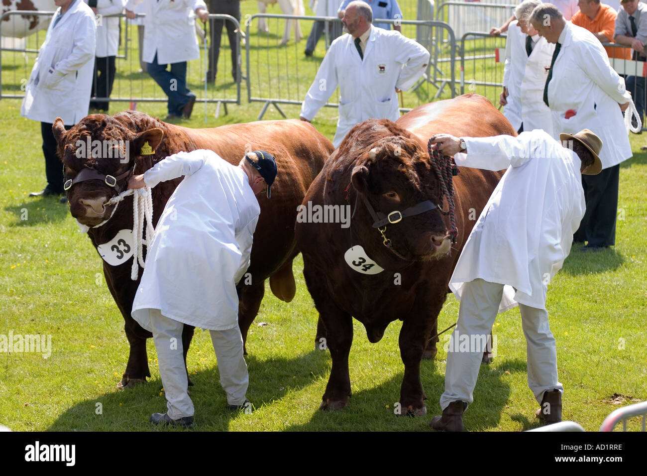 Cow competition at the Royal Cornwall Show Stock Photo - Alamy