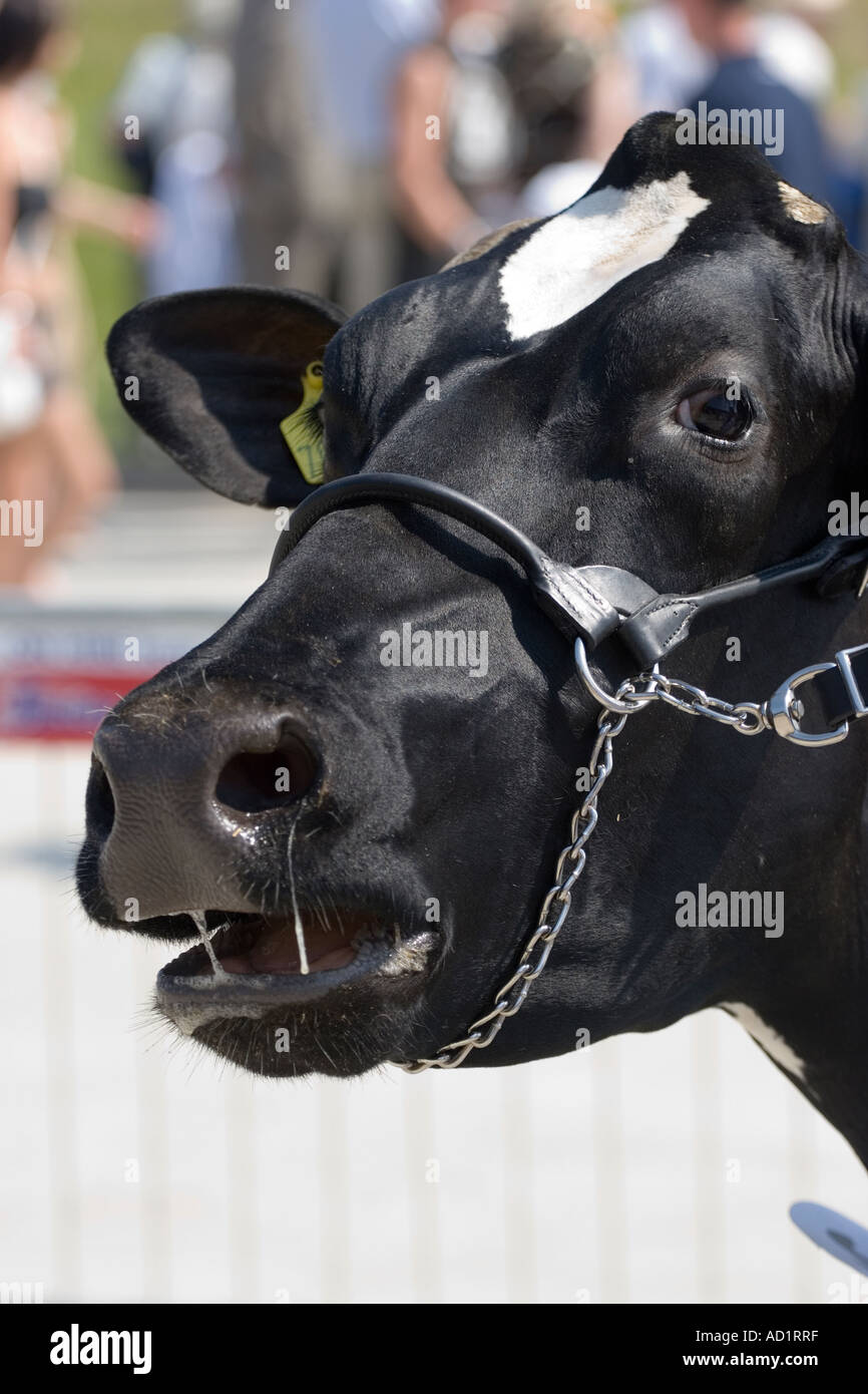 Country show cow hi-res stock photography and images - Alamy