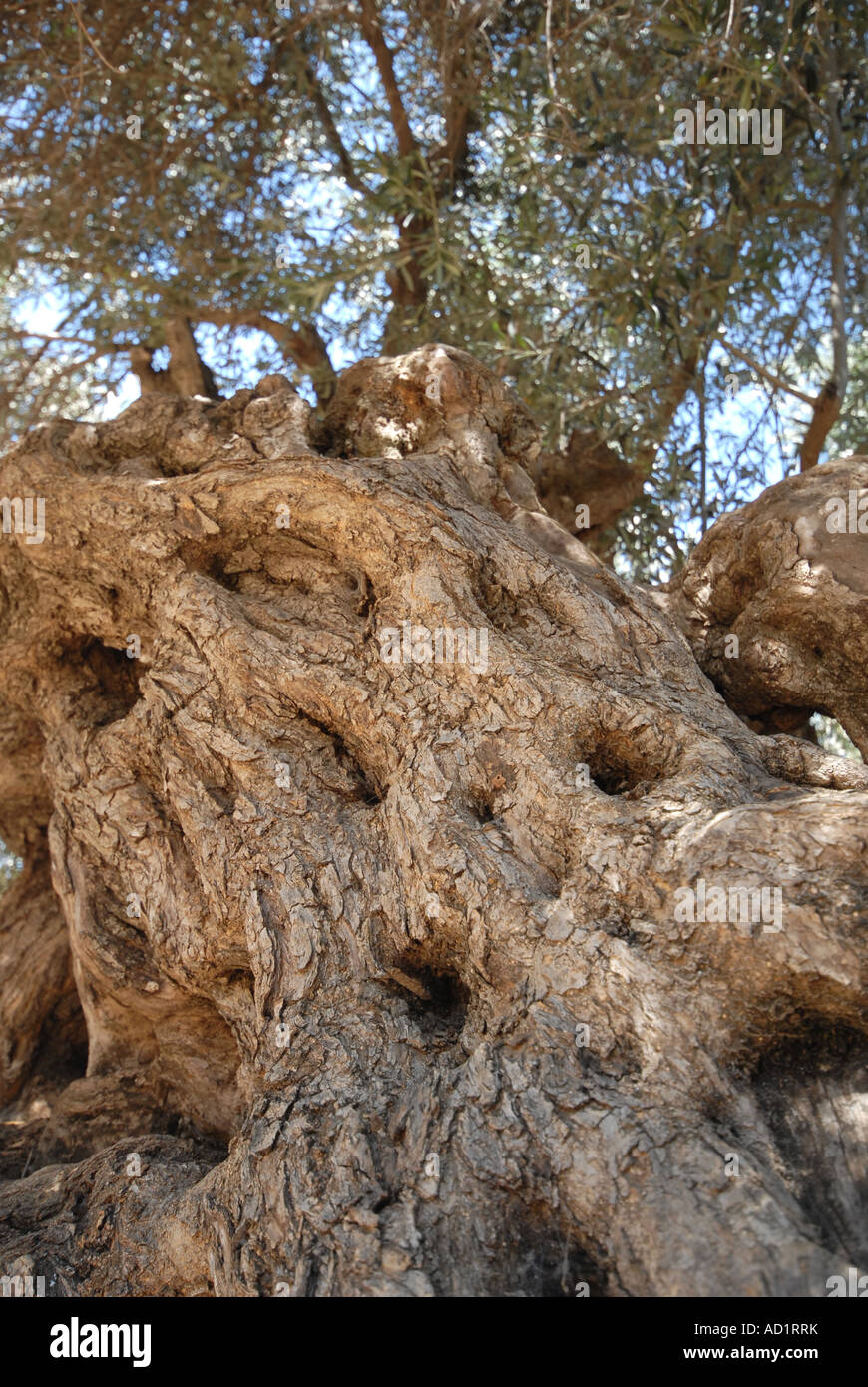 CRETE Three thousand year old olive tree in Ano Vouves in Hania ...