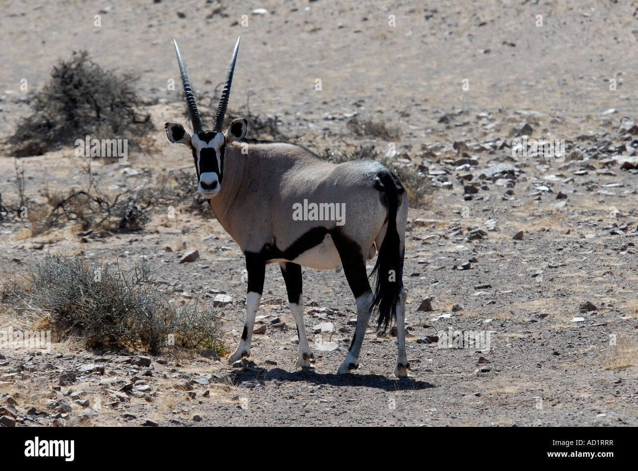 Gemsbok buck namibia hi-res stock photography and images - Alamy