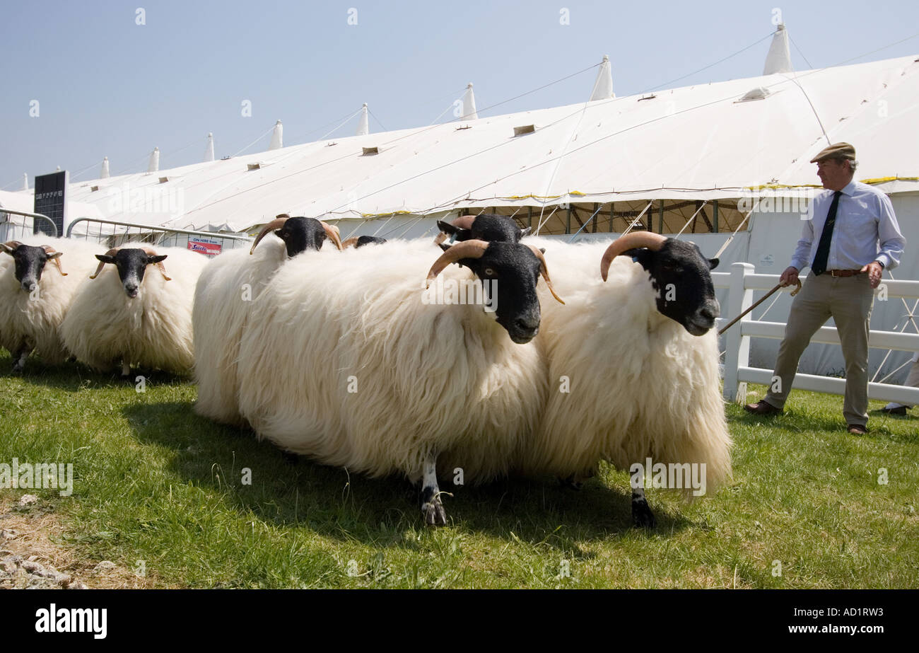 Sheep competition at the Royal Cornwall Show Stock Photo - Alamy
