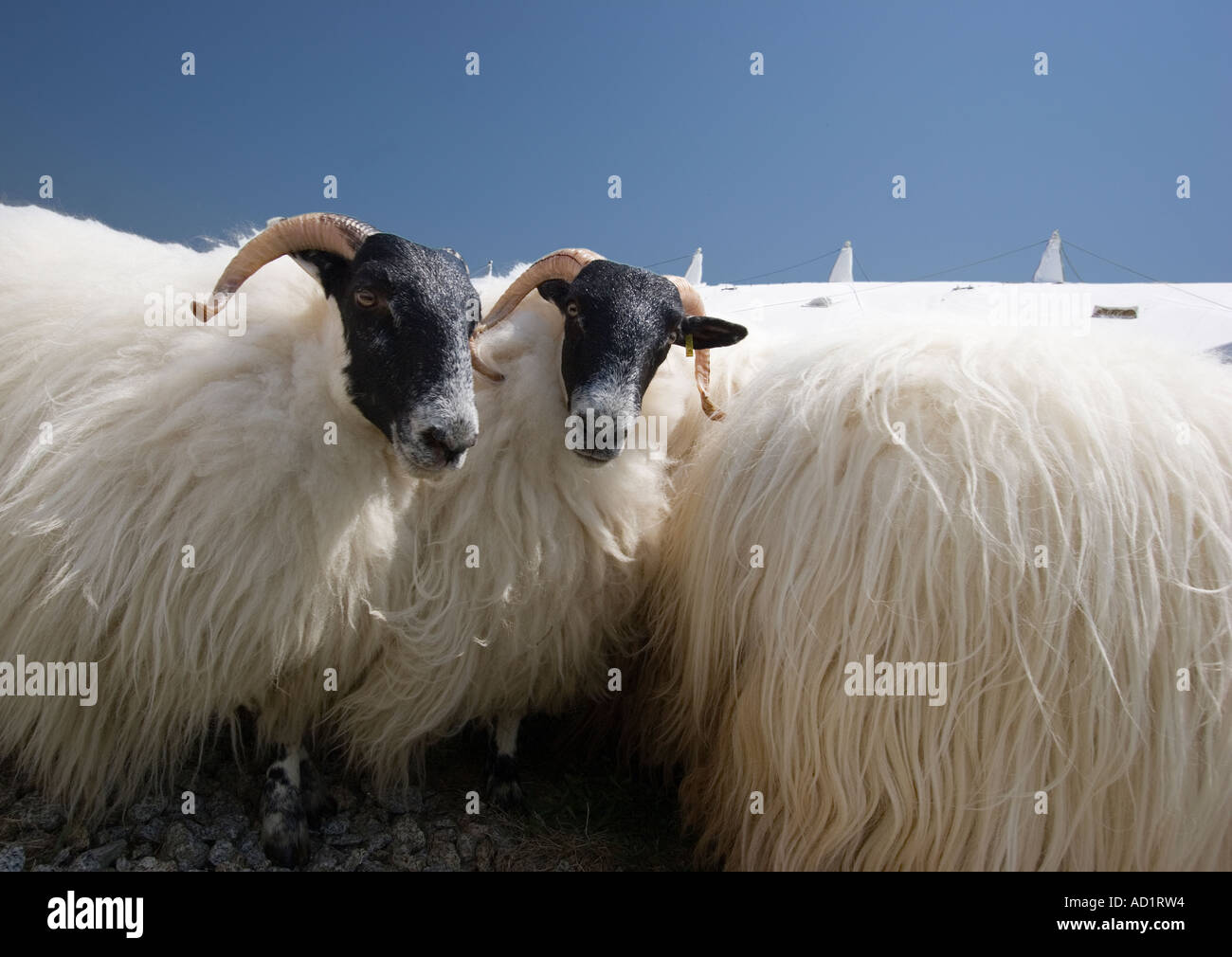 Sheep competition at the Royal Cornwall Show Stock Photo - Alamy