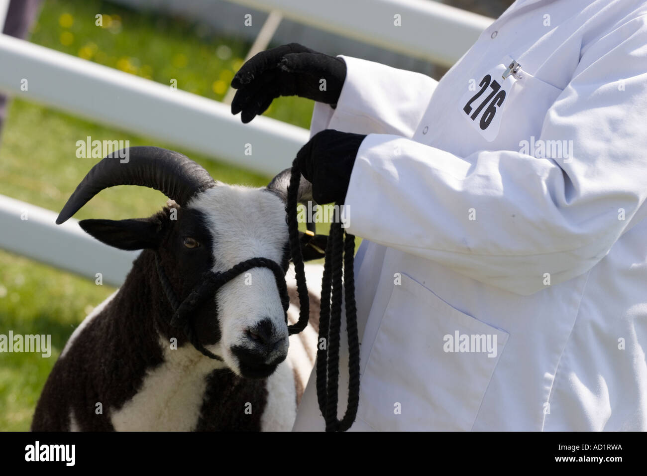 Sheep competition at the Royal Cornwall Show Stock Photo - Alamy