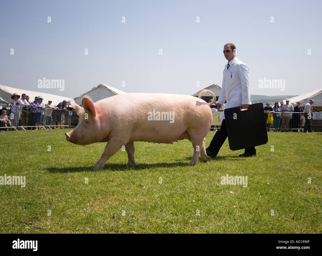 Pig competition at the Royal Cornwall Show Stock Photo - Alamy