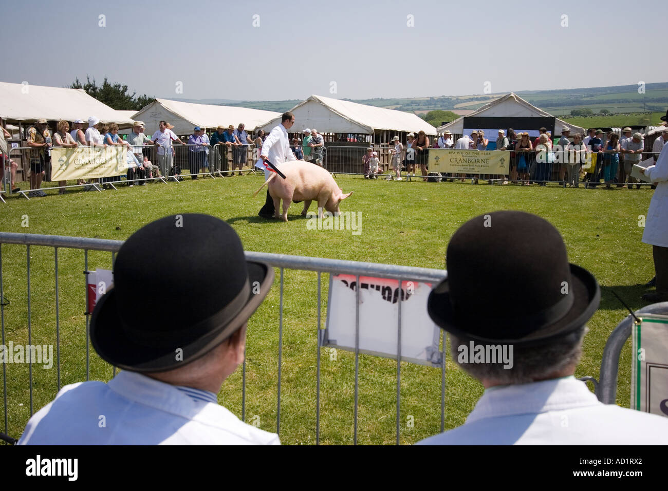 Pig competition at the Royal Cornwall Show Stock Photo - Alamy