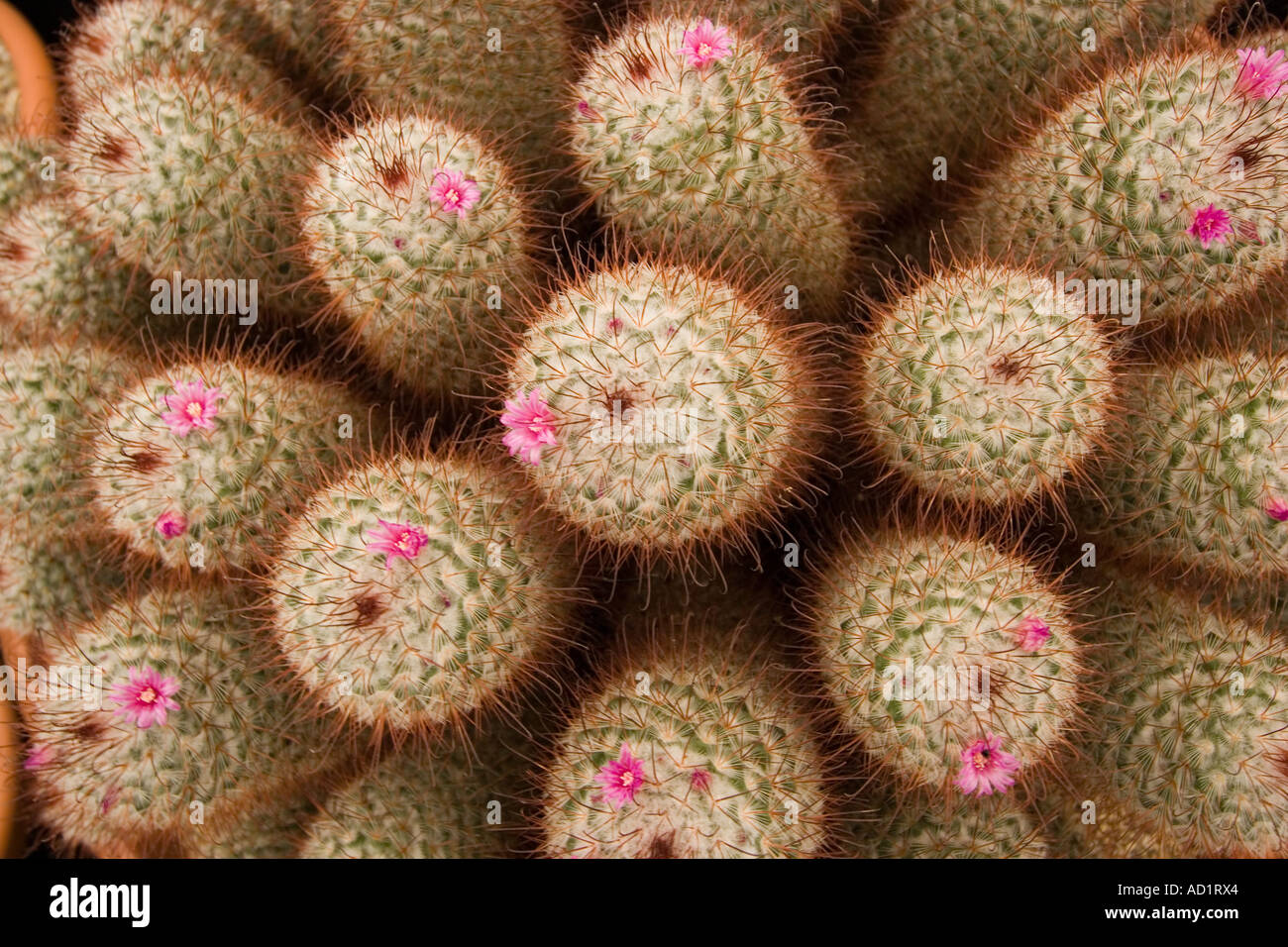 plant flower cactus cactii succulents spikes spikey furry Stock Photo ...
