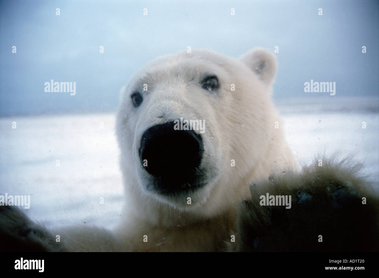 polar bear Ursus maritimus looking in truck window 1002 area of the ...