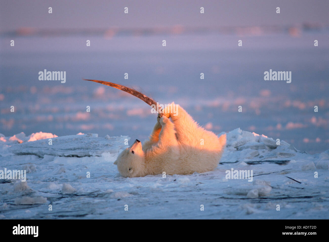 Balaena mysticetus baleen hi-res stock photography and images - Alamy