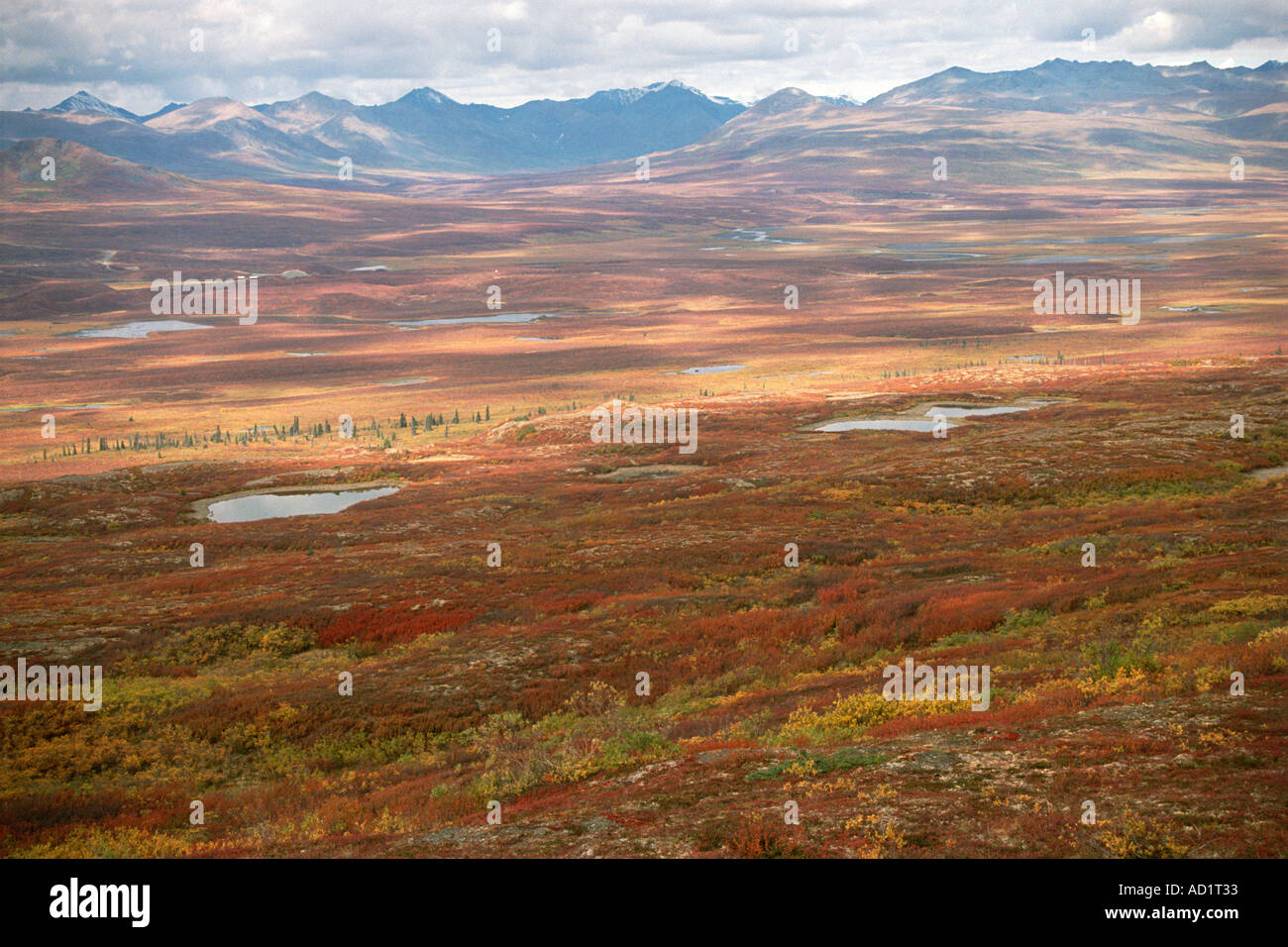 fall colors of the Interior of Alaska Stock Photo - Alamy