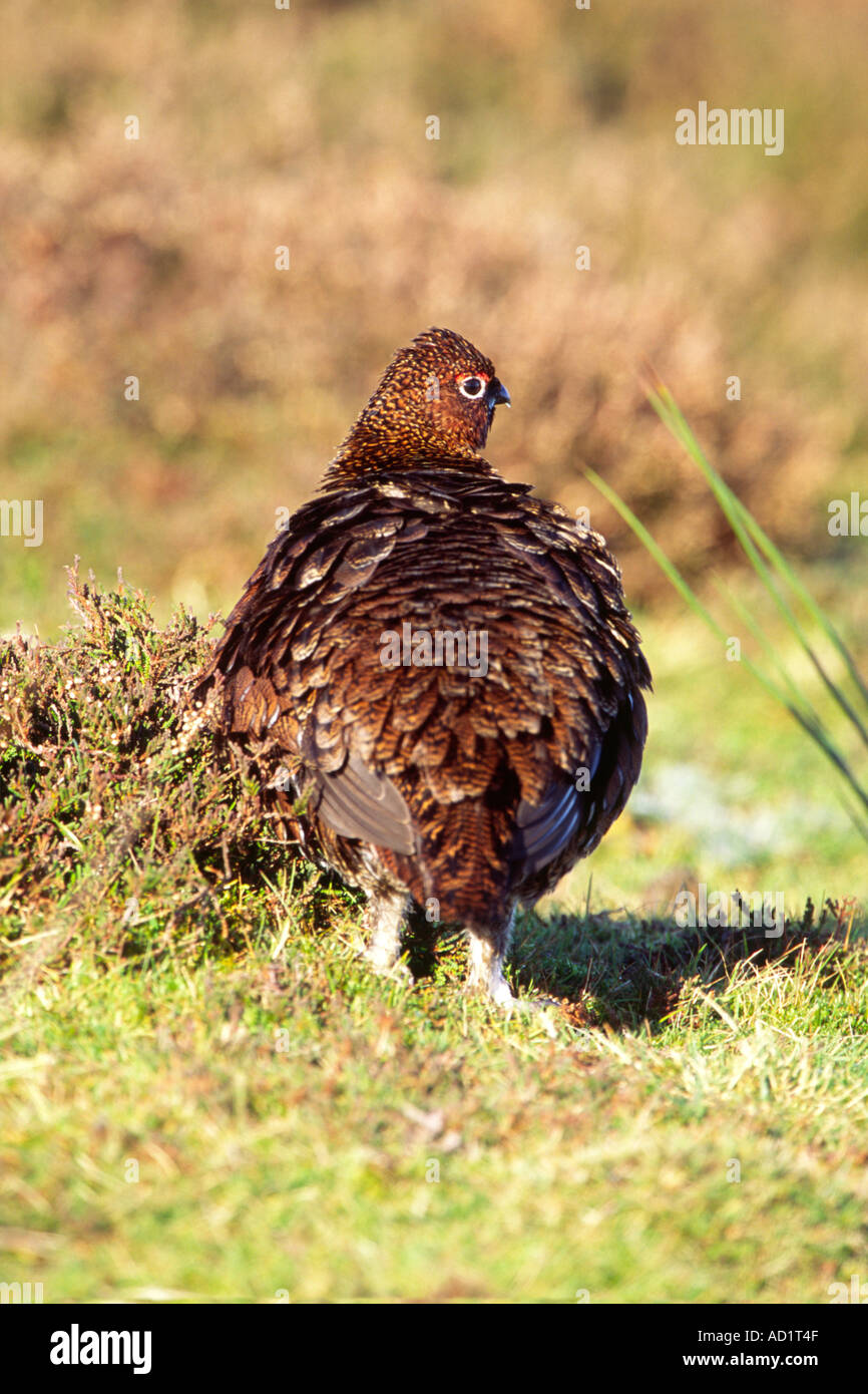 Red Grouse male (Lagopus lagopus scoticus) with feathers ruffled, on ...