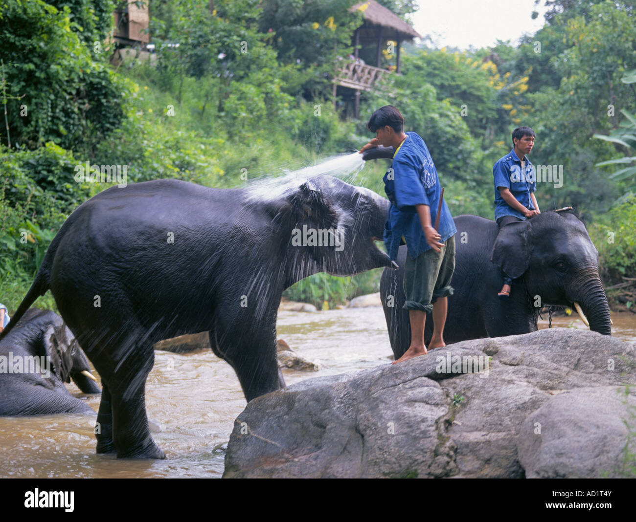 Elephants training hi-res stock photography and images - Alamy