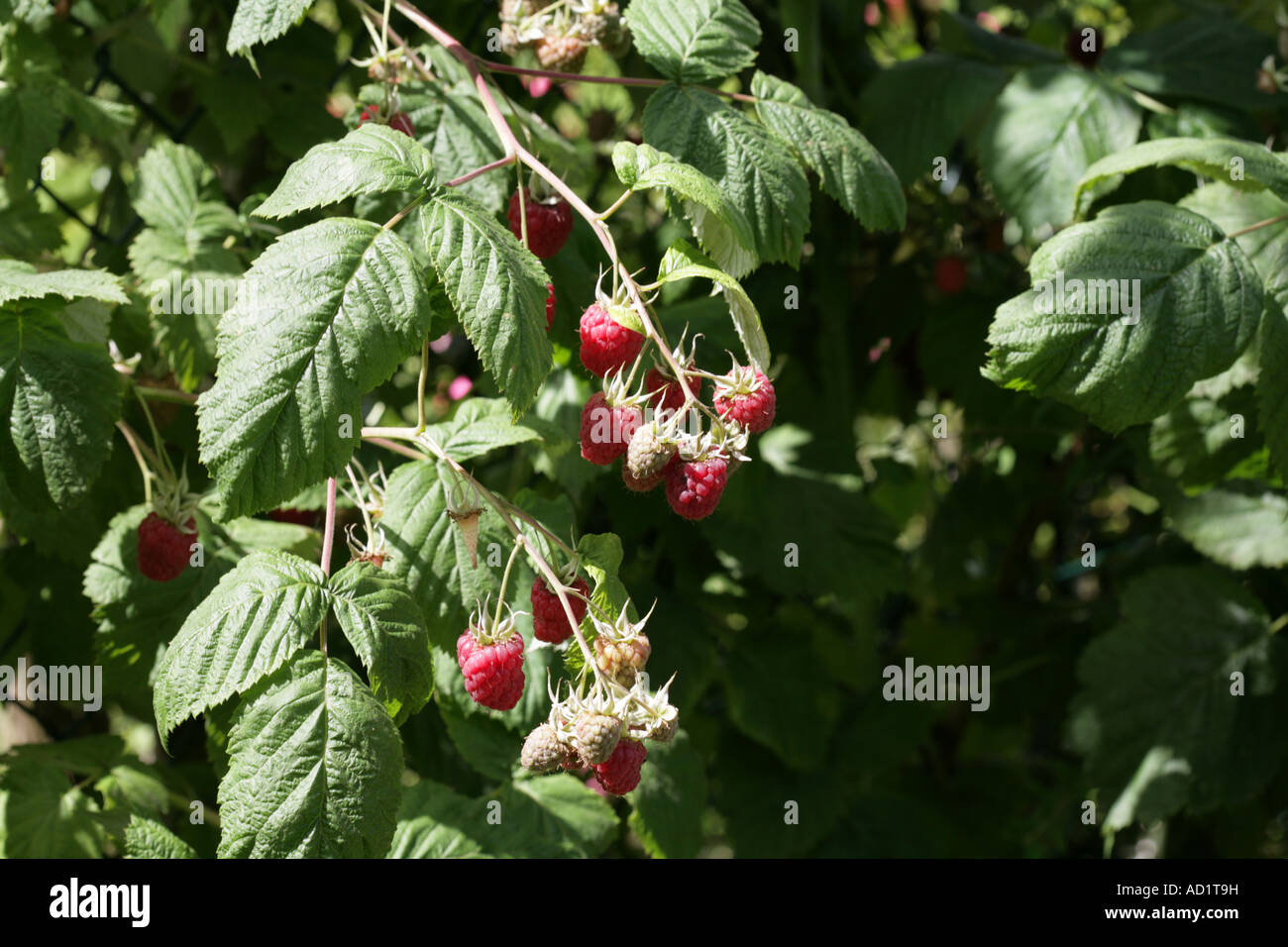 Organic raspberry canes with ripening fruit growing in a garden ...