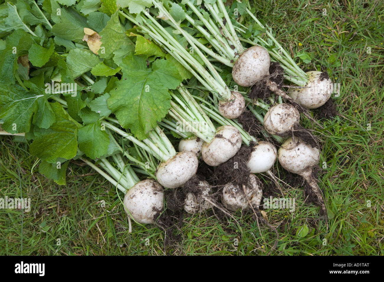 Freshly harvested white turnip Stock Photo - Alamy