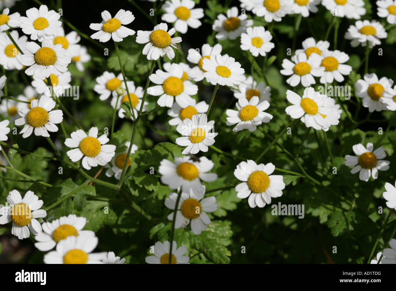 Feverfew medicinal herb grown in a Cheshire garden England Stock Photo ...