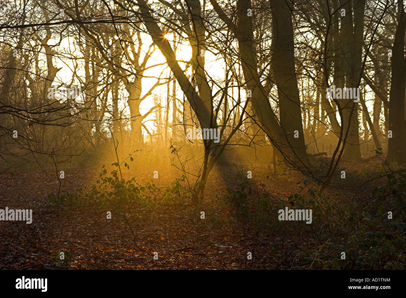 Sunrise through trees Stock Photo - Alamy