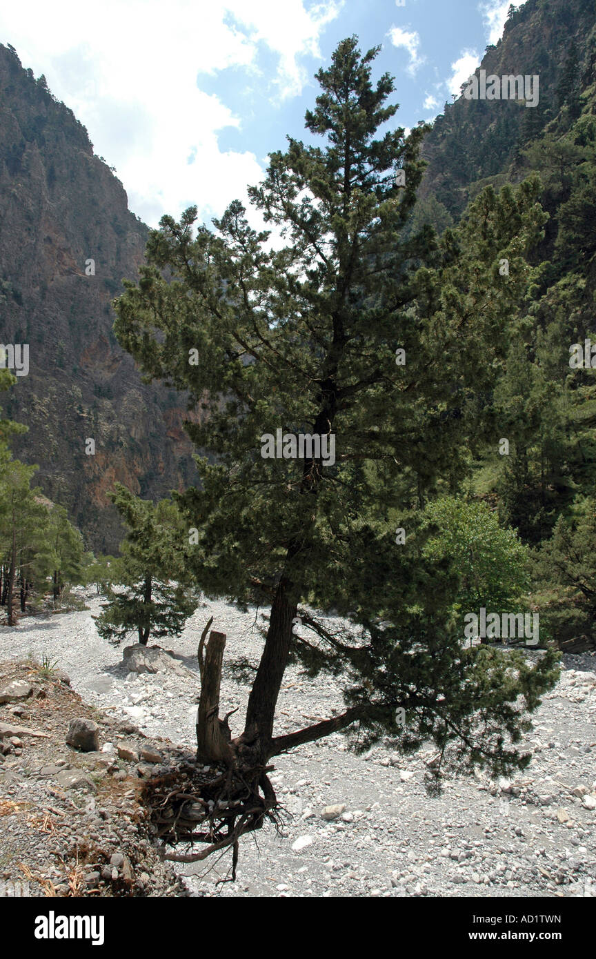 Tree growing on the edge, Samaria Gorge national park in the greek ...