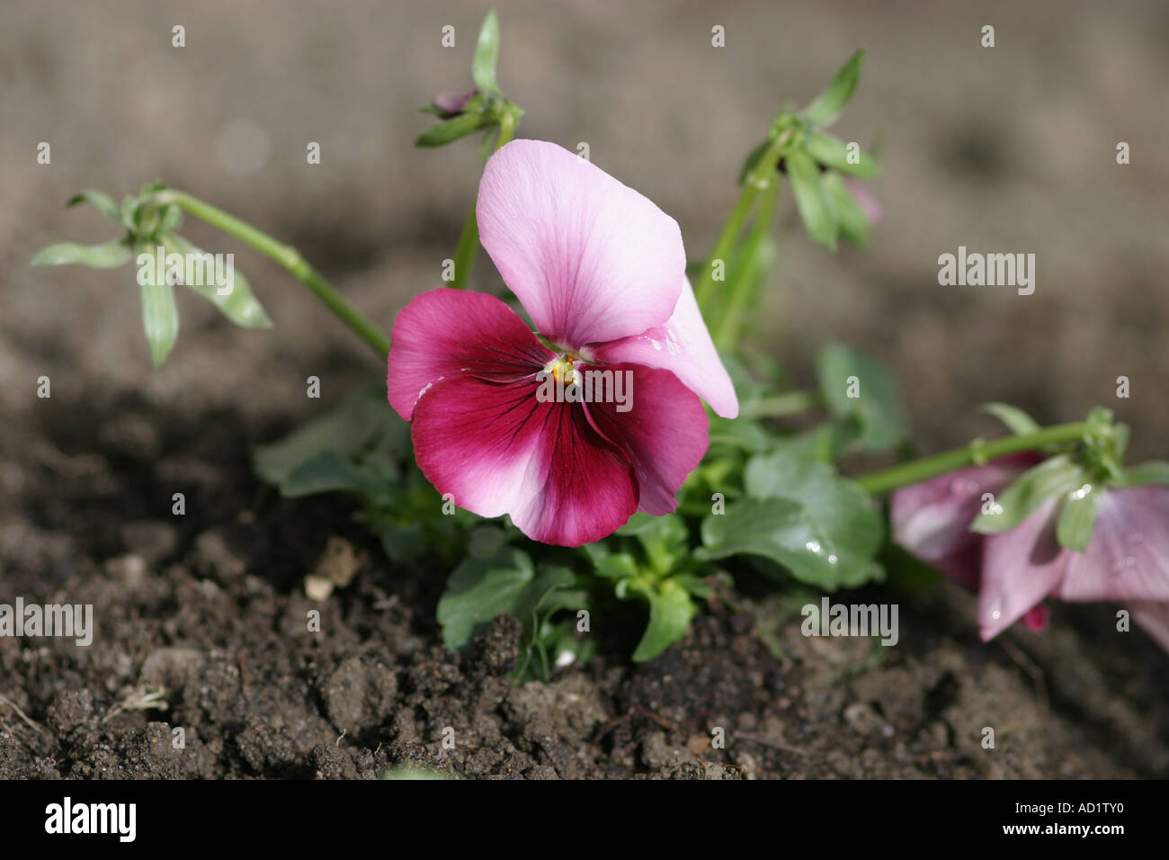 Pink and purple violet primrose Stock Photo - Alamy