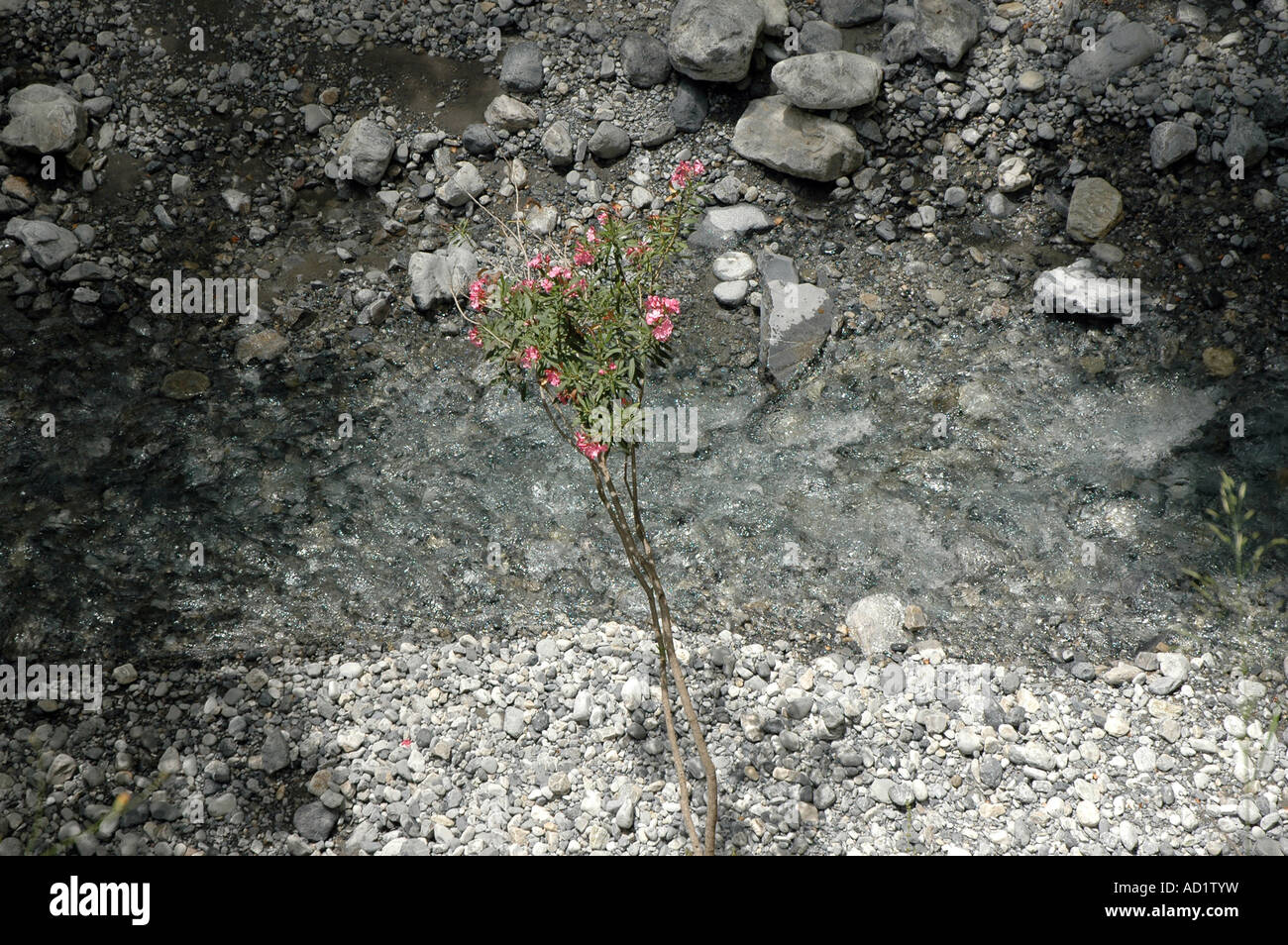 Oleander flowers in Samaria Gorge national park in the greek island of ...