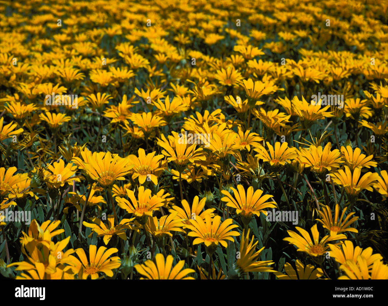 day environment color colour color colourful day daytime flower flowers ...