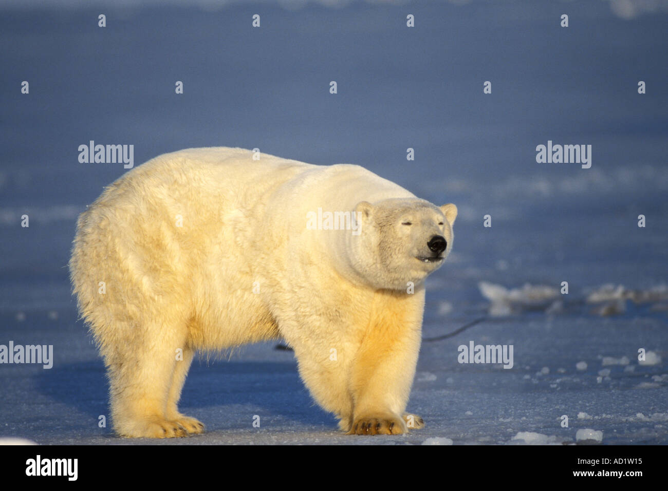 Animal squinting in the sun hi-res stock photography and images - Alamy