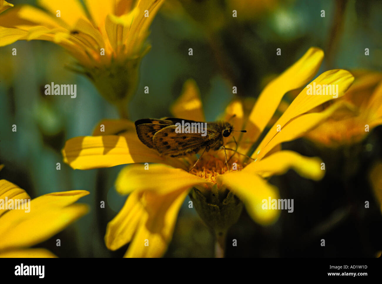 Daisy flower designs hi-res stock photography and images - Alamy