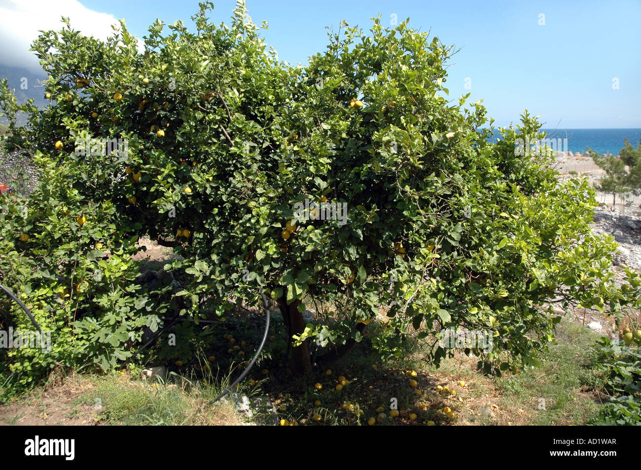 lemon tree in Agia Roumeli village located behind the on the edge of ...