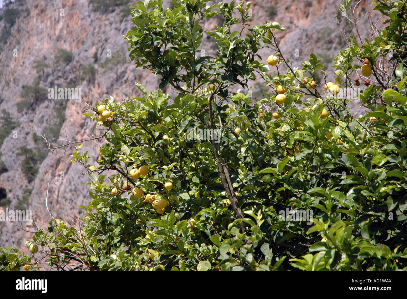 lemon tree in Agia Roumeli village located behind the on the edge of ...
