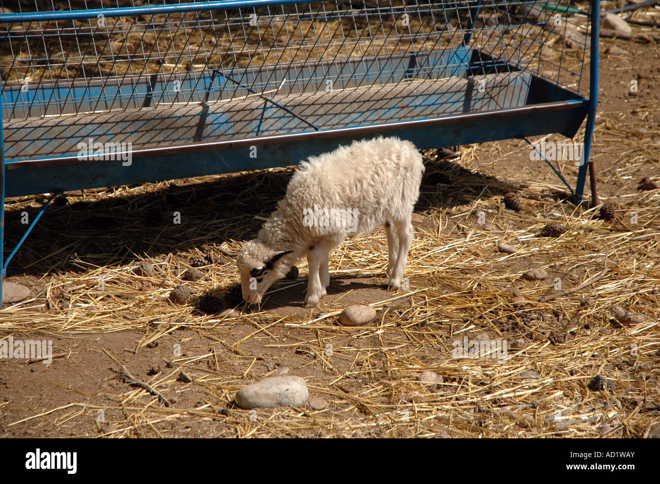 Sheep in Agia Roumeli village located on the edge of Samaria Gorge ...