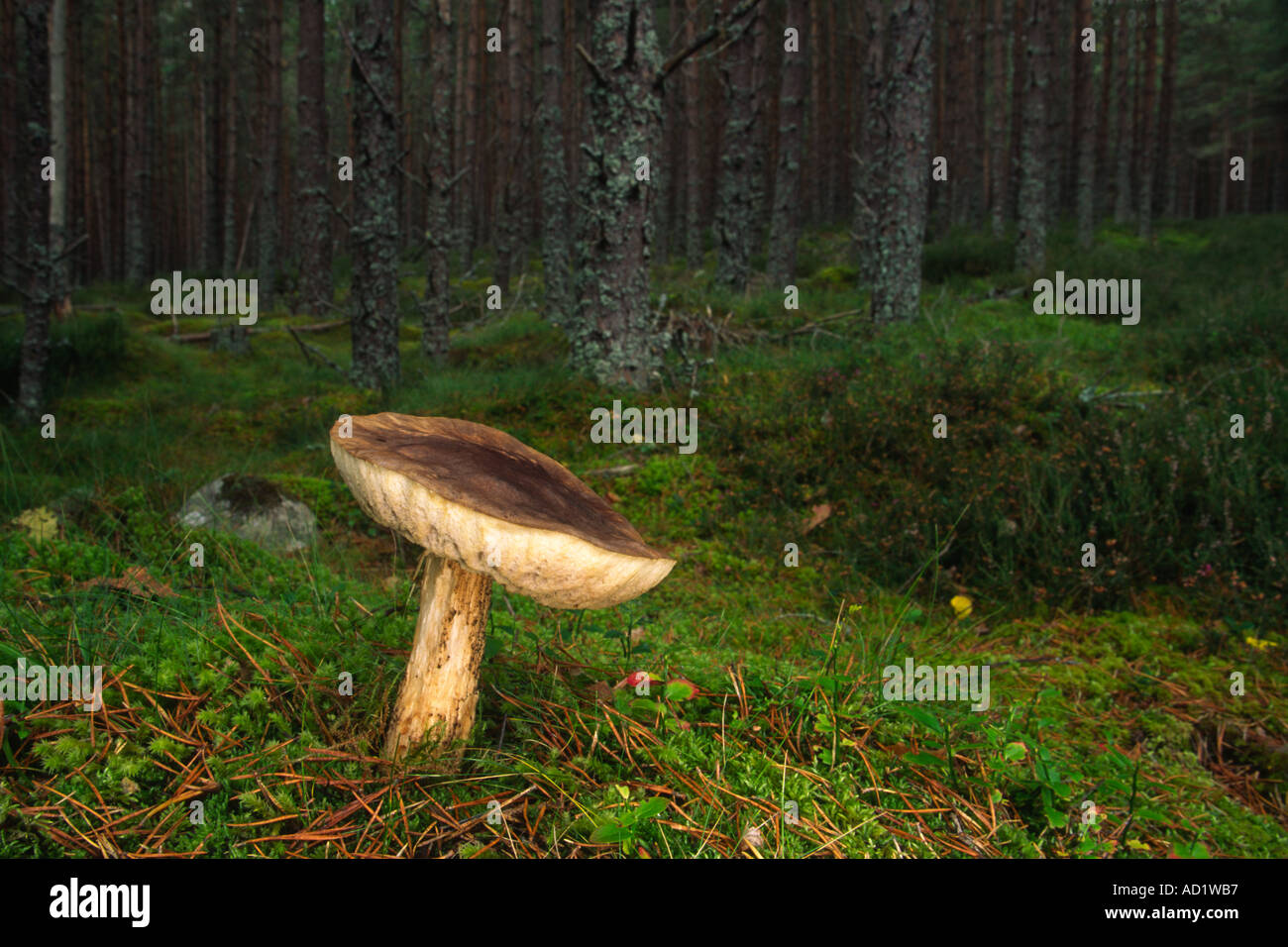 Chestnut bolete fungus (Gyroporus castaneus Stock Photo - Alamy