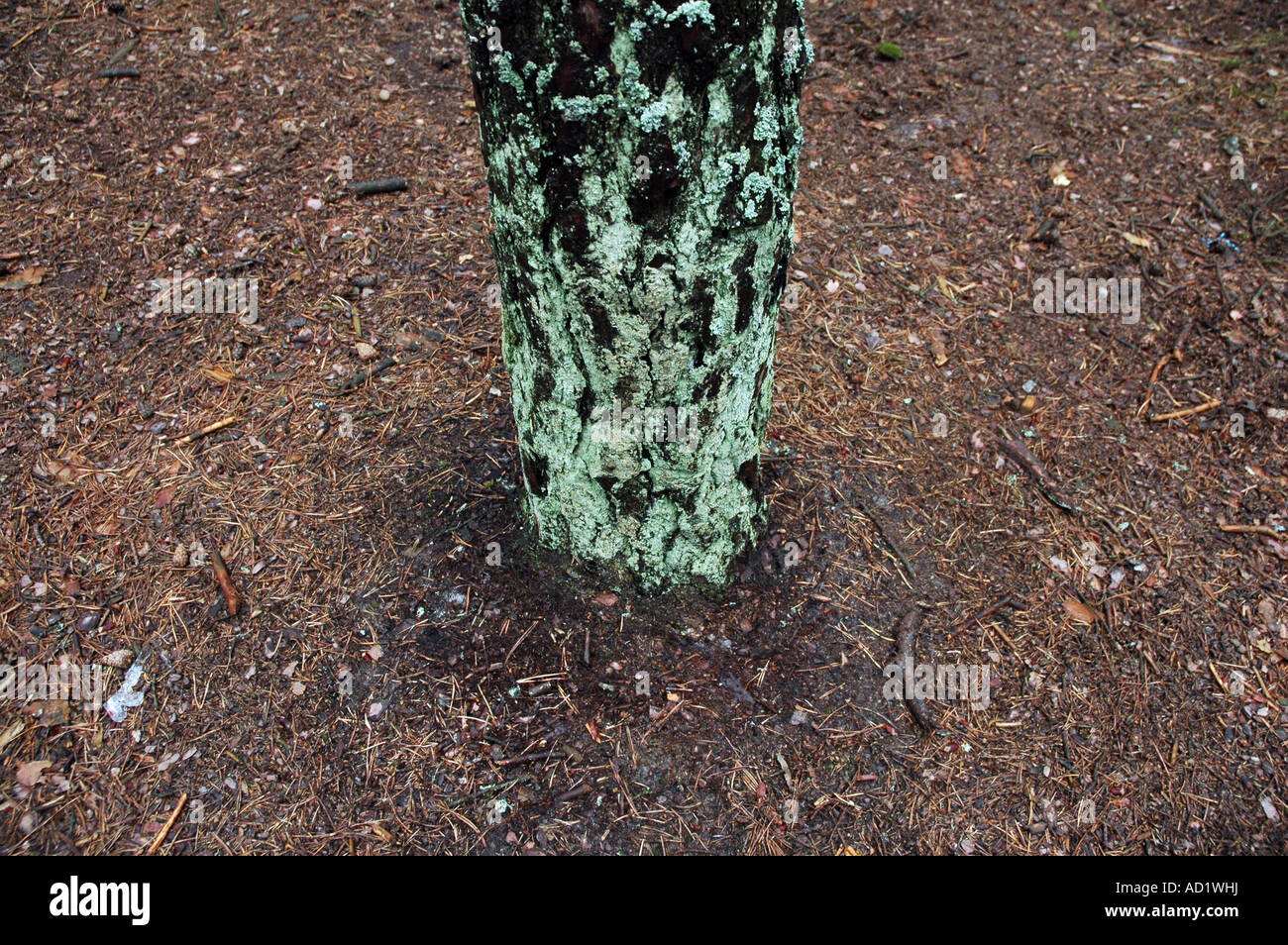 Lichen on a pine tree trunk Stock Photo - Alamy