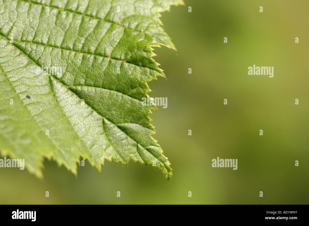 Close up of hazel tree leaf Stock Photo - Alamy