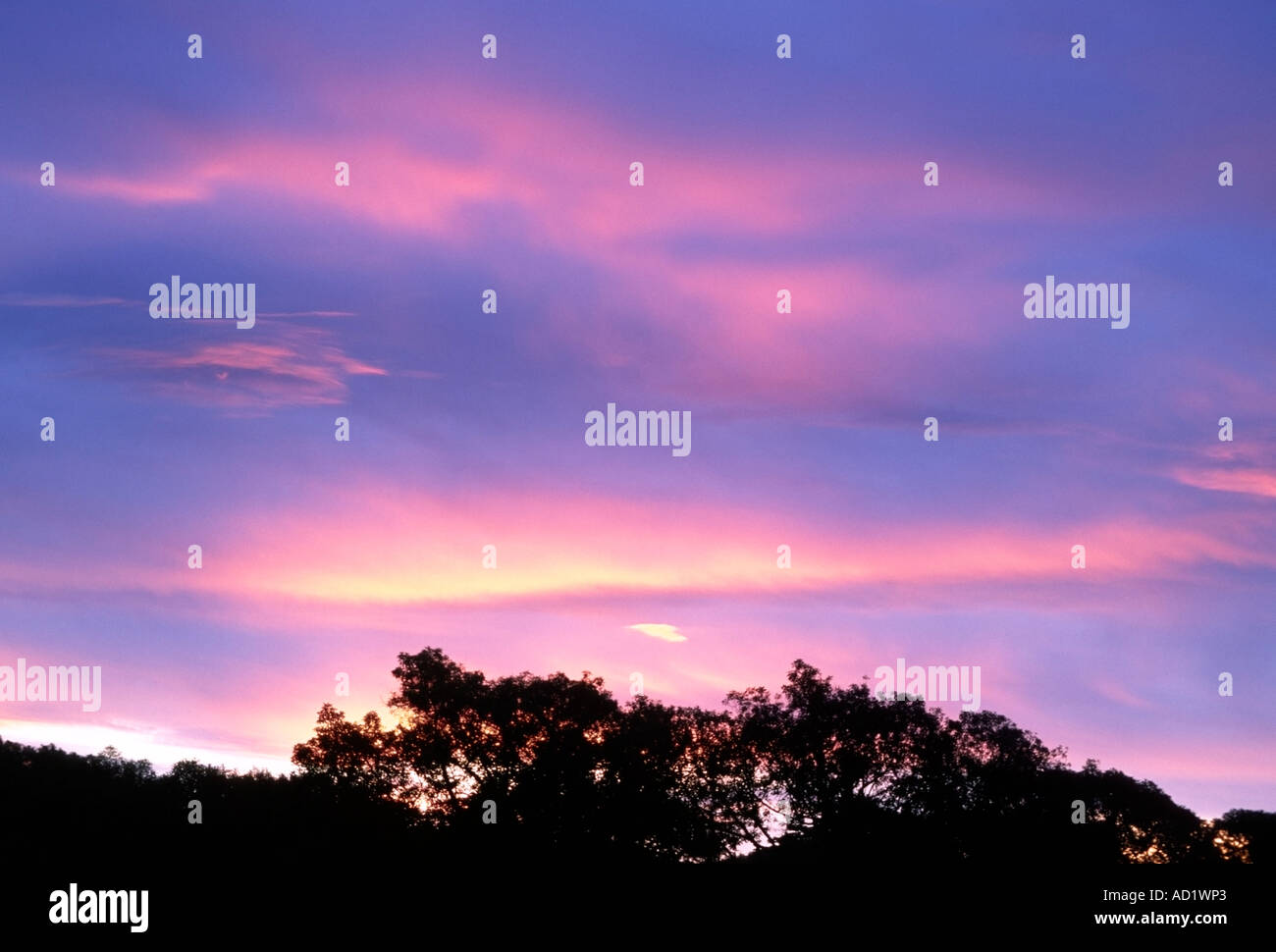 Purple sky against the silhouette of trees hi-res stock photography and ...
