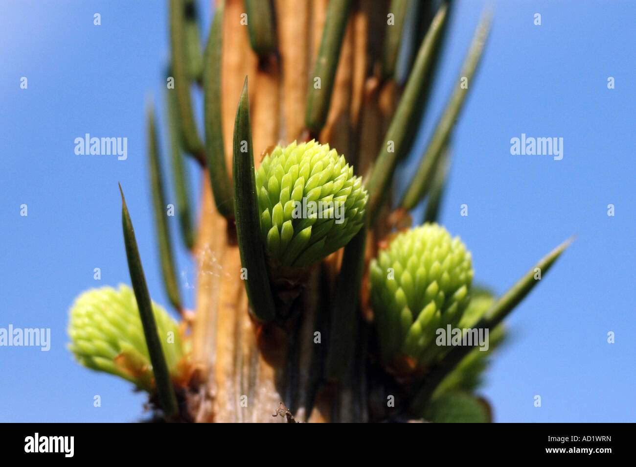 Prickle pine hi-res stock photography and images - Alamy
