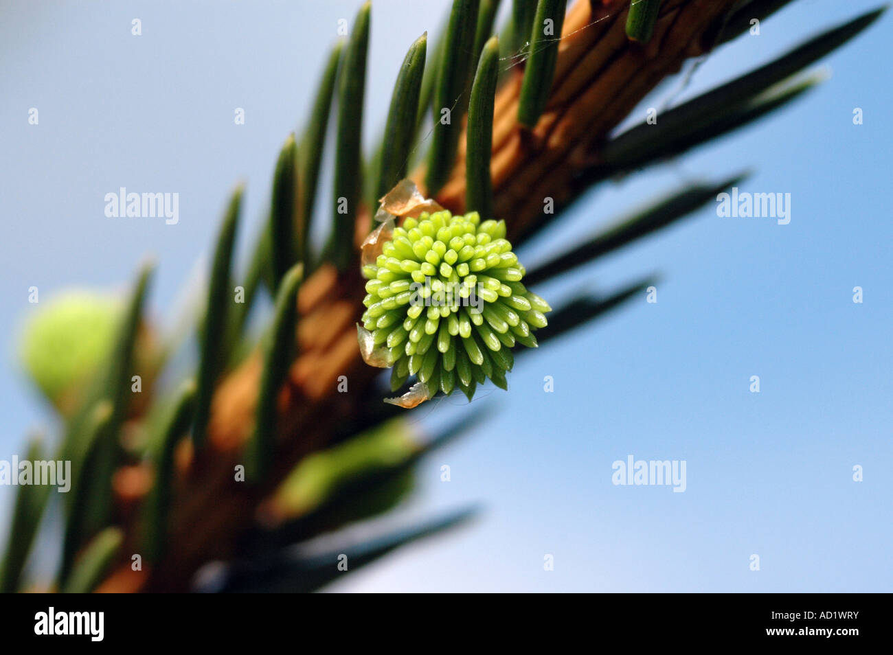 Prickle pine hi-res stock photography and images - Alamy