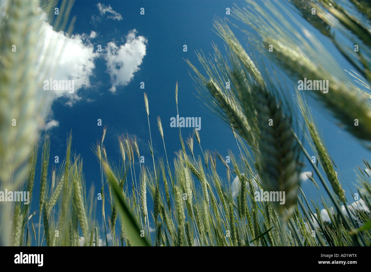 Rye field in Poland Stock Photo - Alamy