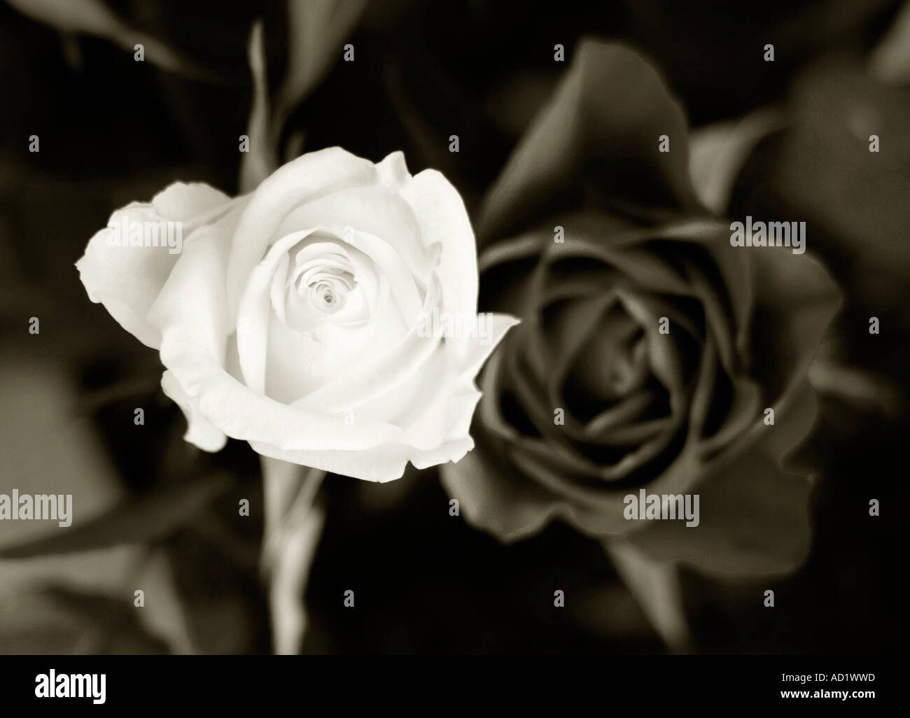 black and white image of two roses Stock Photo - Alamy