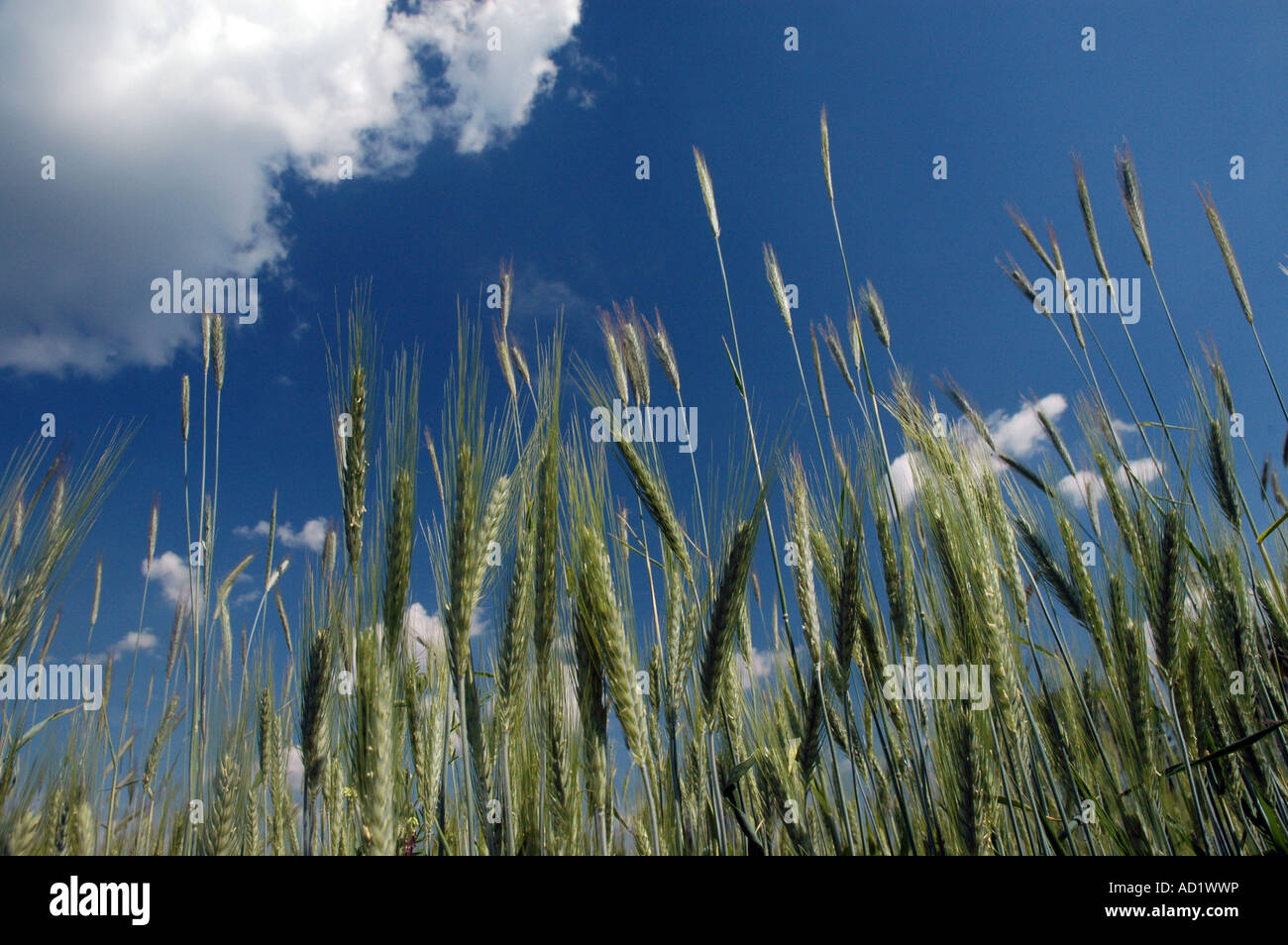 Rye field in Poland Stock Photo - Alamy